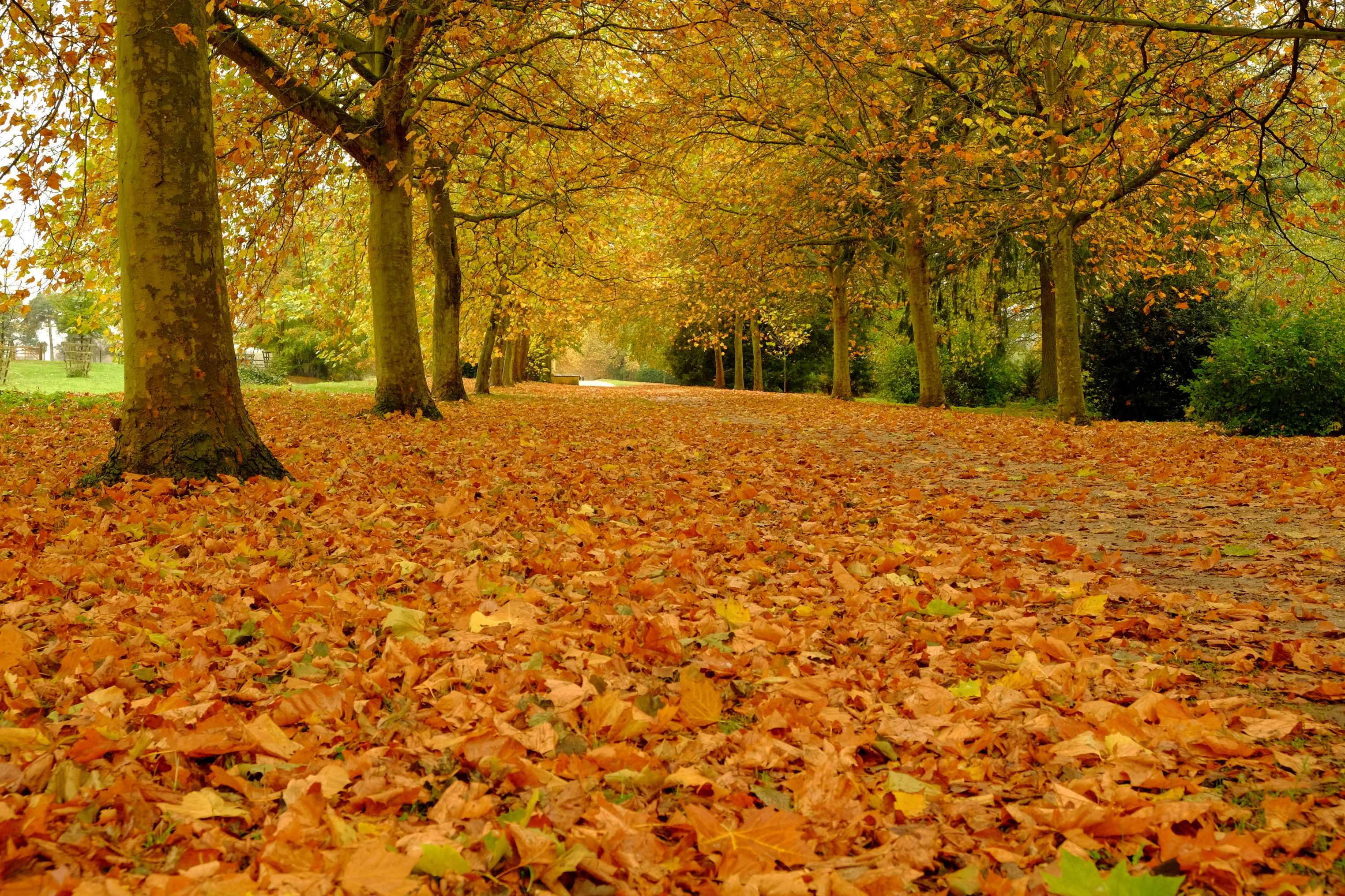 Garden Variety: Multiple ways to clear lawn, recycle autumn leaves ...